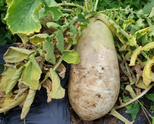 기침에 좋은 음식 12가지 알아보기