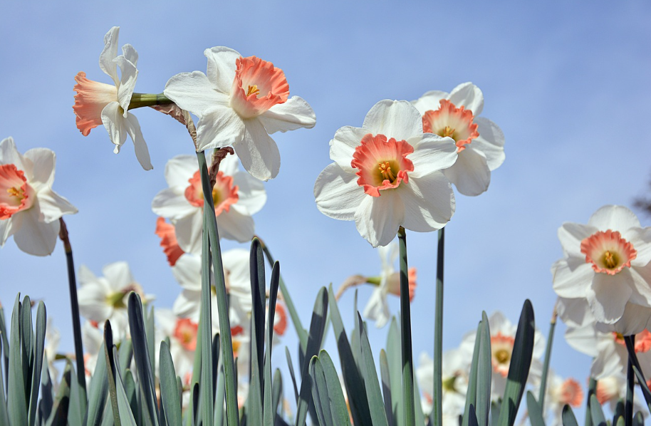 스웨덴의 봄맞이 들꽃 어여쁜 수선화daffodil