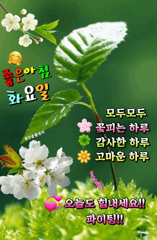 화요일 인사말 메세지 이미지 15가지 화요일 아침인사 파이팅 할 수 있는 마법의 문구들 생활 정보 관심이