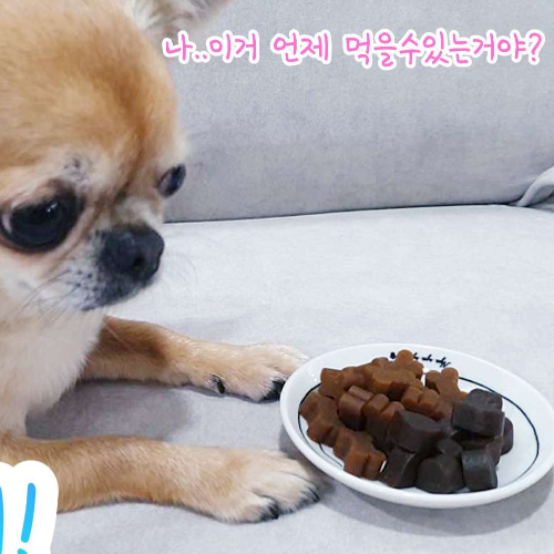 강아지가 눈 영양제를 먹어야 하는 이유멍냥집사의 꿀정보