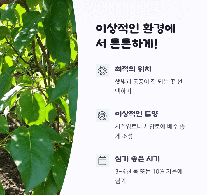 매실나무 키우기 가지치기 및 병충해 방제 시기 꽃 열매 접목 및 묘목 심는 방법