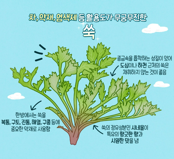 3월에 먹으면 좋은 제철 음식봄철 음식 쑥 편 효능 쑥이 들어가는 음식