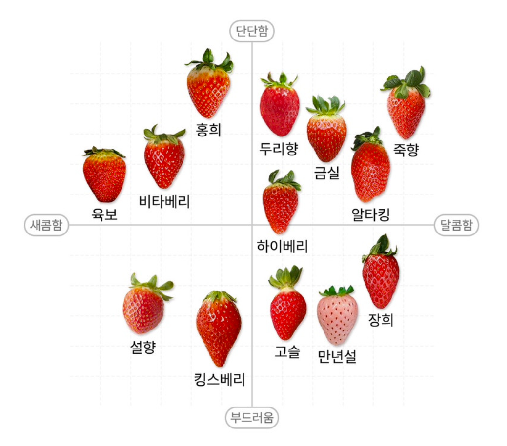 딸기 어디까지 먹어봤니 딸기의 종류와 딸기의 효능