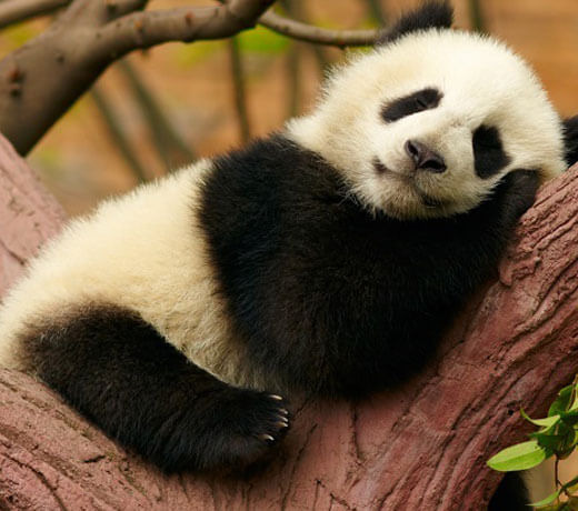 Endangered Animals: A Comprehensive Look into Their Decline and the ...