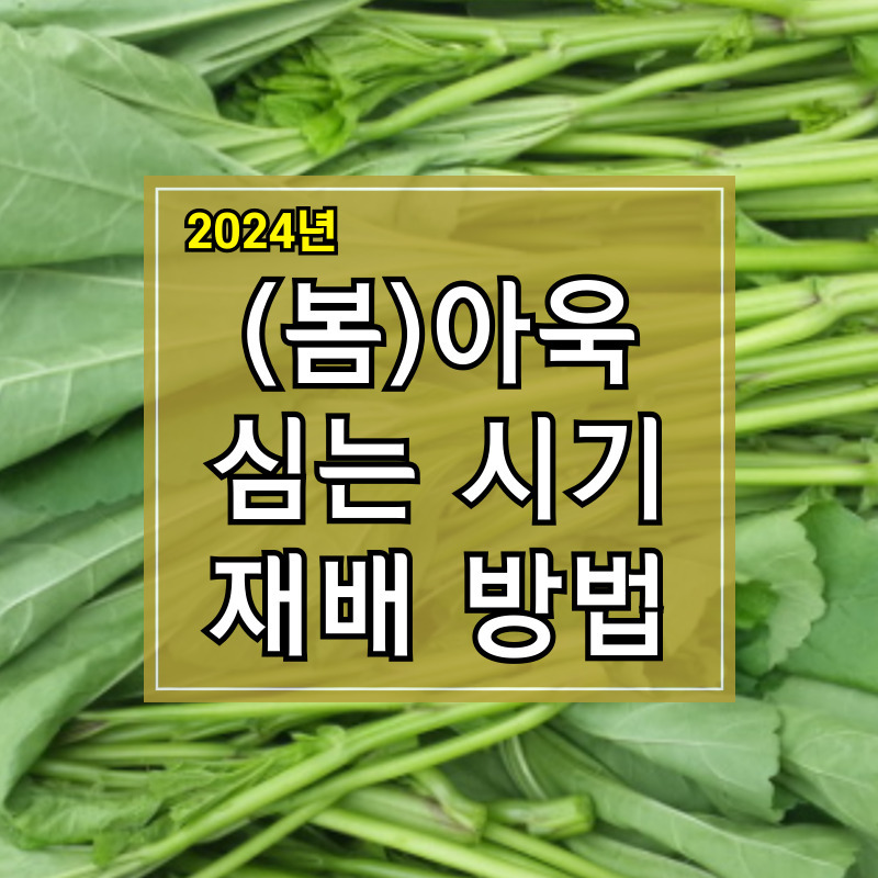 2024년 봄 아욱 심는 시기 및 재배방법 알아보기