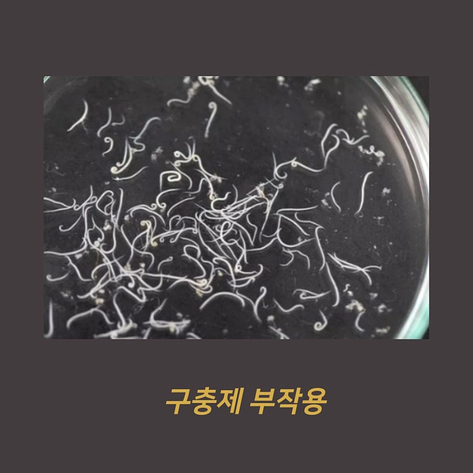 구충제 복용시기 및 구충제 복용법 알아봤어요~
