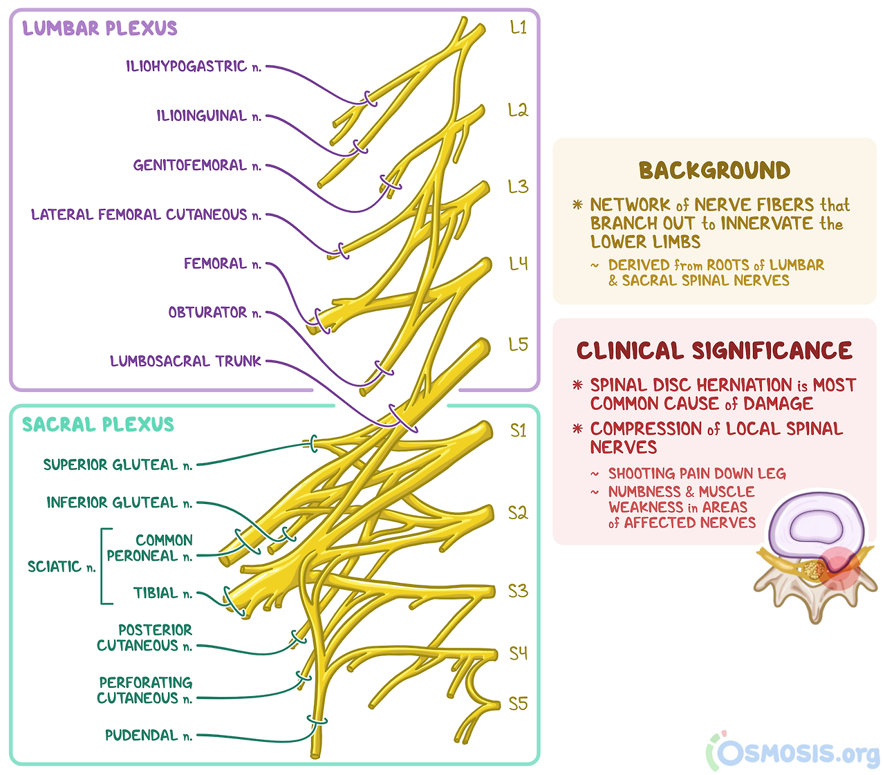 허리신경얼기와 엉치신경얼기lumbar Plexus And Sacral Plexus