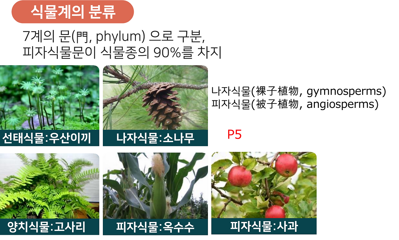 재배식물 생리학 식물의 다양성 요약 정리