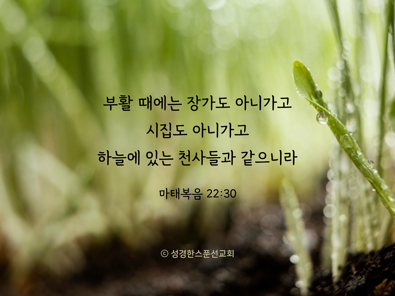 부활 때에는 장가도 아니가고 시집도 아니가고 하늘에 있는 천사들과 같으니라