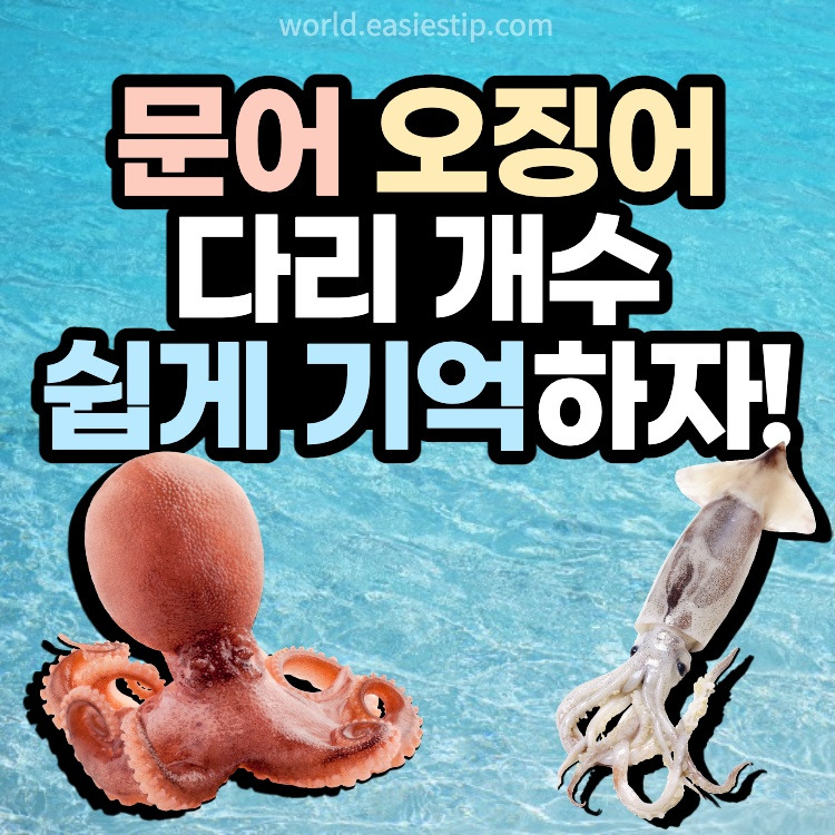 문어오징어낙지한치 다리 개수 쉽게 기억하는 법