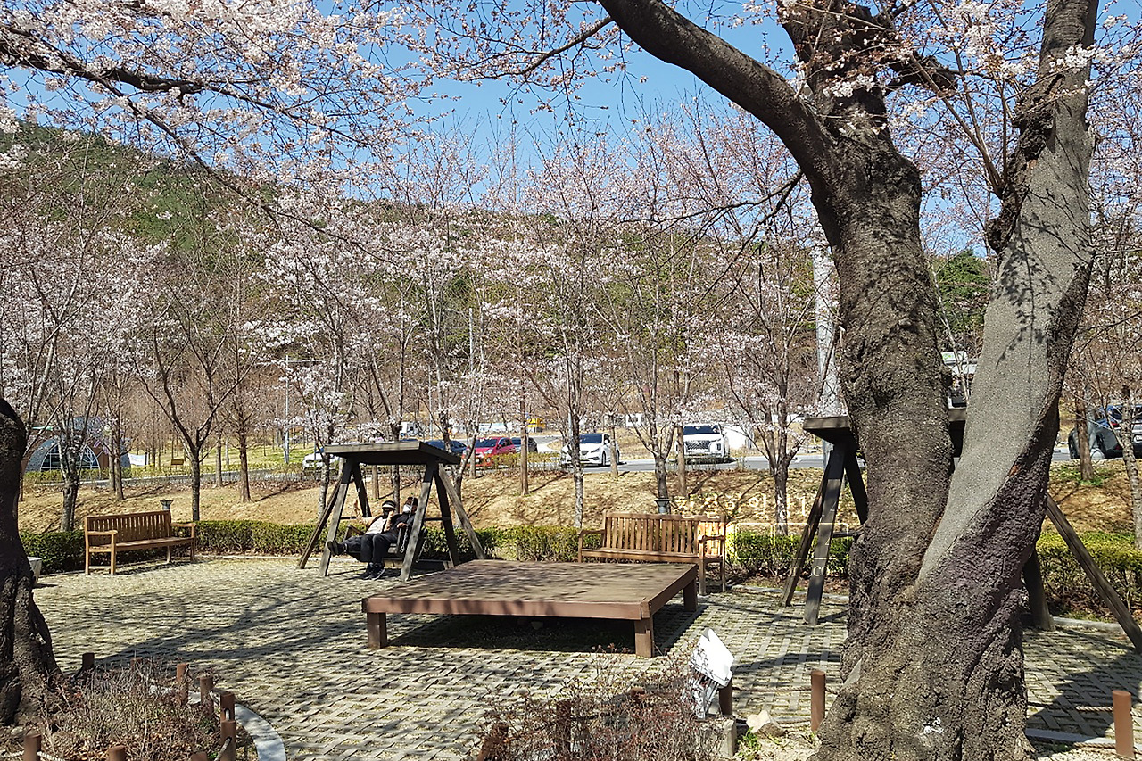 벚꽃놀이 명소 울산 언양 작천정 벚꽃길 Plus 벚꽃개화시기ㅣ주변카페정보