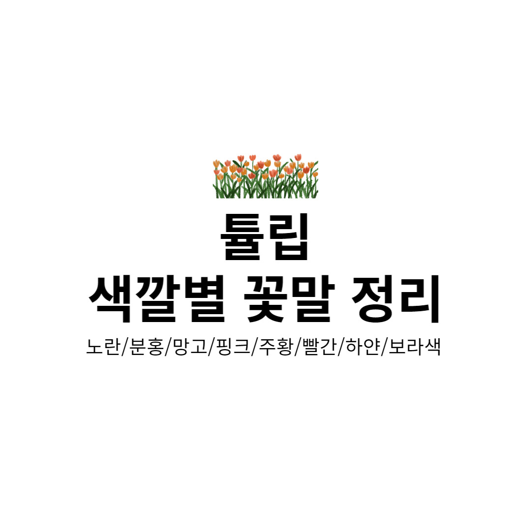 튤립 색깔별 꽃말 정리 Tulip 노랑분홍망고핑크주황빨간하얀보라색 튤립