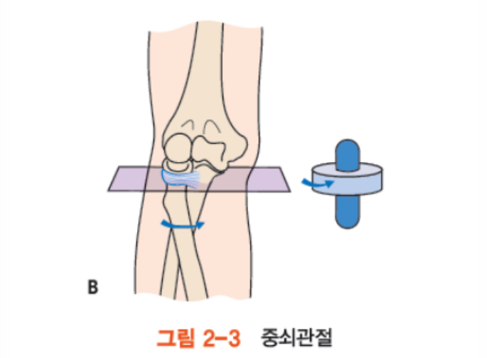 우리몸의 관절은 어떻게 생겼을까우리몸 관절 종류 정리경첩관절평면관절절구관절타원관절중쇠관절안장 관절