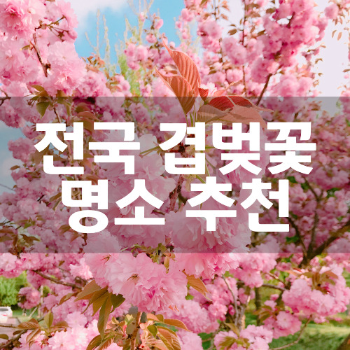 전국 겹벚꽃 명소 추천 왕벚꽃 개화시기