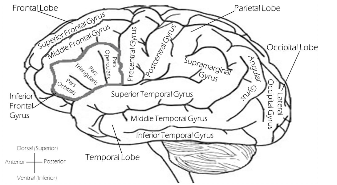 Brain뇌 두정엽마루엽에 대한 구조와기능손상 그리고 발달 및 알츠하이머 병에 대해서