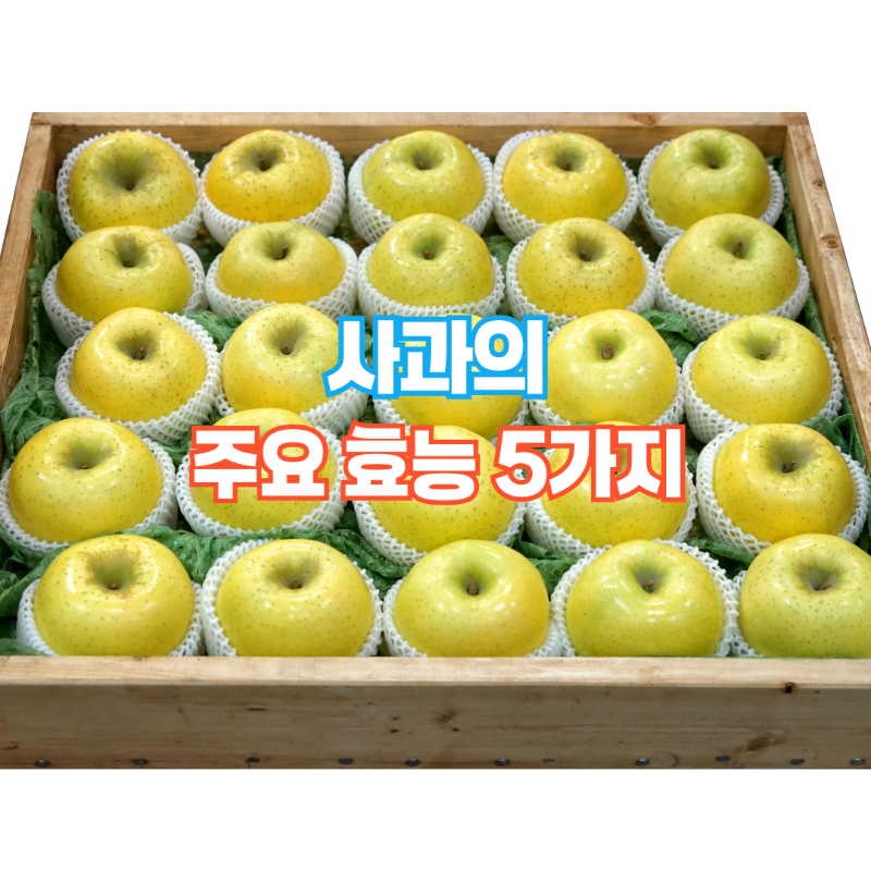 사과 효능과 칼로리 껍질 버리는 법까지 총정리 언제 먹어야 좋을까