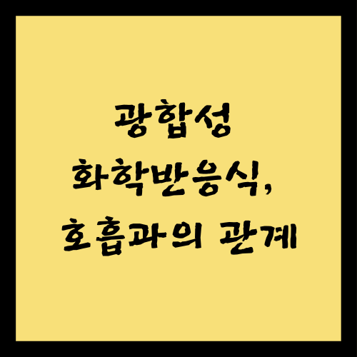 광합성 화학반응식 호흡과의 관계 I Like Honeytip