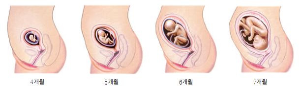 임신 주수 계산법 임신가능기간 계산기 생리 후 임신 가능기간 계산