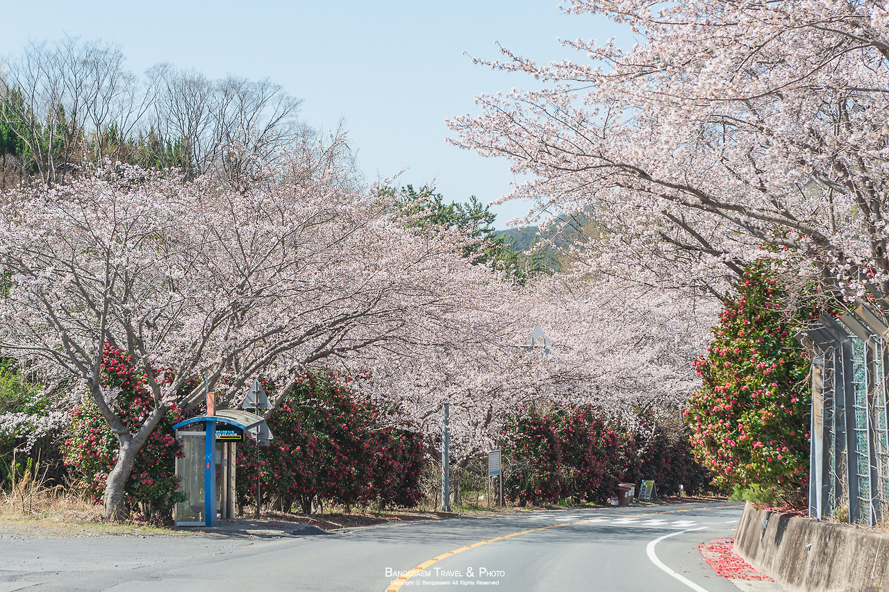 마산 가포 덕동 벚꽃길 벚꽃 동백꽃의 조화가 환상이다 벚꽃명소 추천