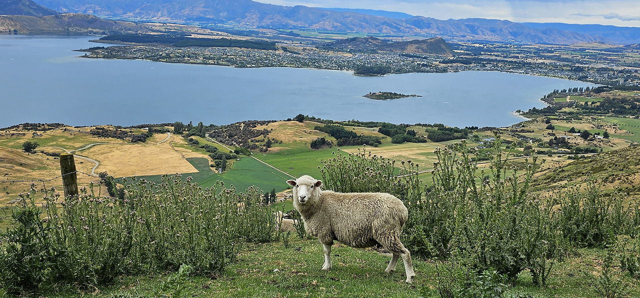 [뉴질랜드 여행 #01] 남섬 11박14일 여행 오버뷰 (feat. 일정, 경비, 감상)