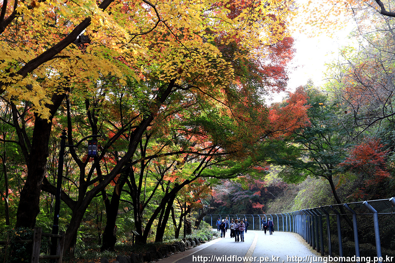 남산 북측 순환 산책로 야외식물원 단풍 And 김건희 특검 윤석열 퇴진탄핵 14차 촛불대행진 참석 2022 11 12