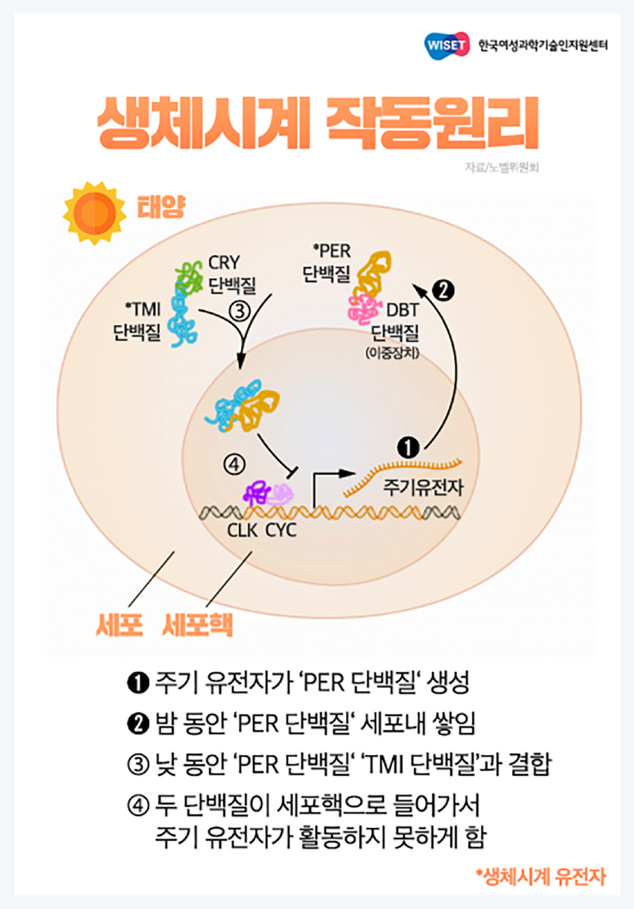 애플워치를 능가하는 바디워치 내 몸 안의 생체시계와 시차증후군
