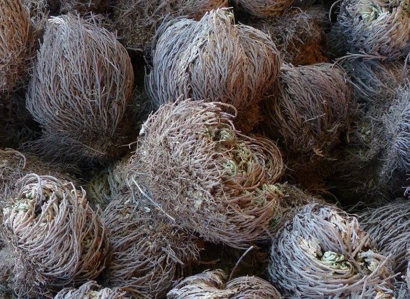 기타성분 원료 부활초 예리코의 장미 Rose Of Jericho 추출물 효능 부작용 사용법