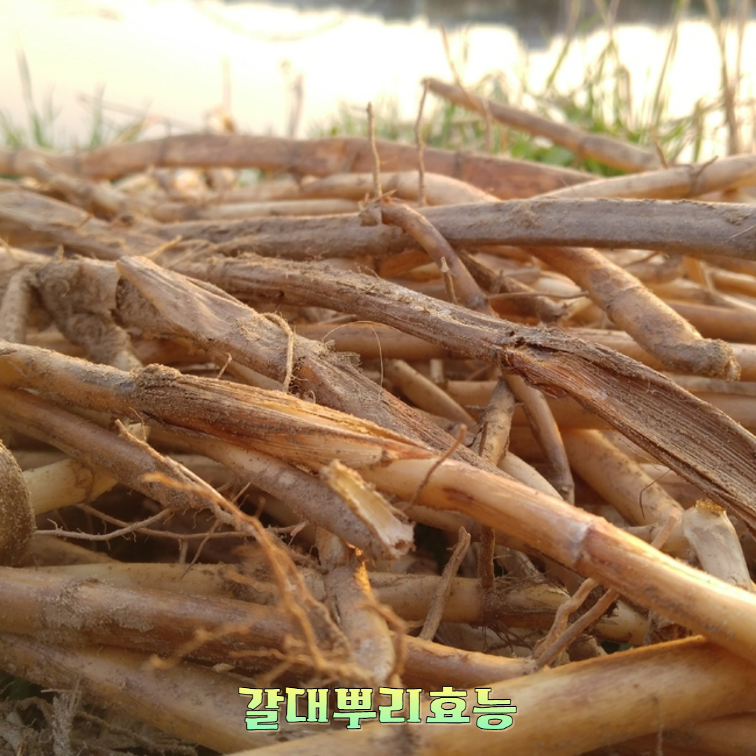 갈대뿌리 노근 효능 영양성분 먹는방법 부작용