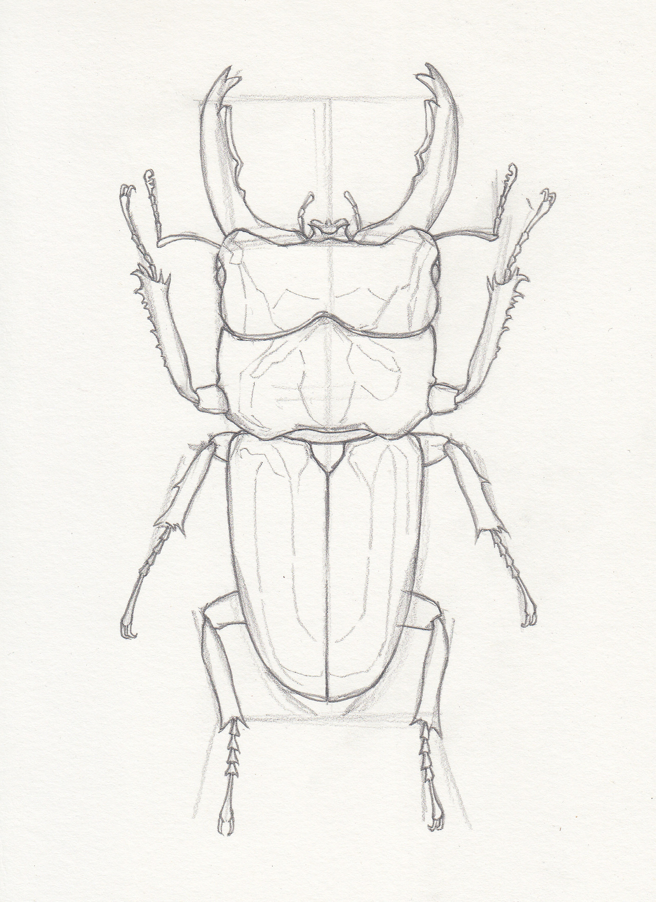 사슴벌레(Stag Beetle)08 - 타우루스 사슴벌레(Dorcus taurus) :: 찰리 버스 Charlieverse