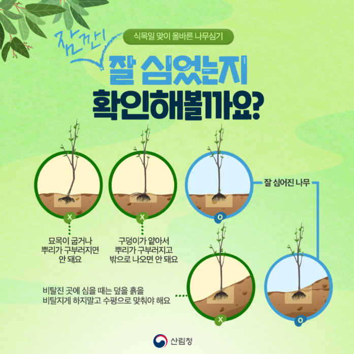 식목일의 개요와 유래 공휴일 지정 그리고 나무심는 방법