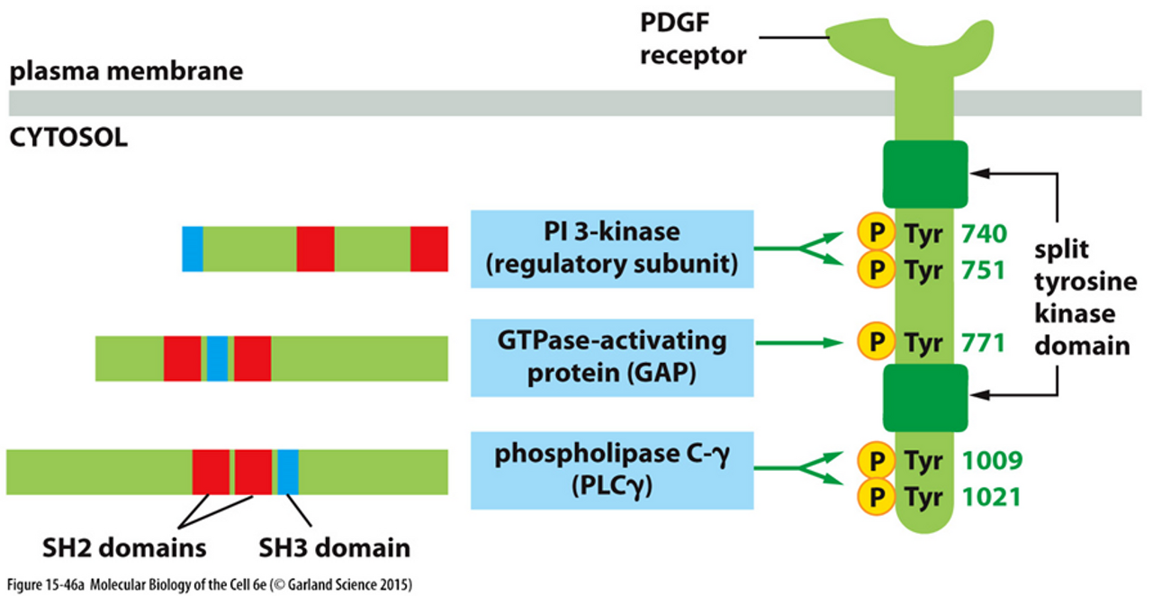 [세포생물학] 7.3 : RTK(receptor tyrosine kinase) - Ras-MAPK pathway, PI3K ...