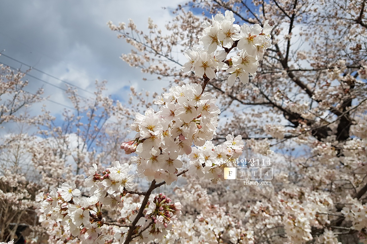 벚꽃놀이 명소 울산 언양 작천정 벚꽃길 Plus 벚꽃개화시기ㅣ주변카페정보