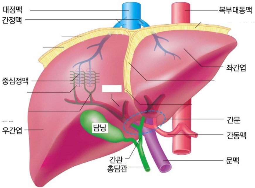 간수치 Altgot Astgpt 란 무엇인가 간수치 낮추는 법