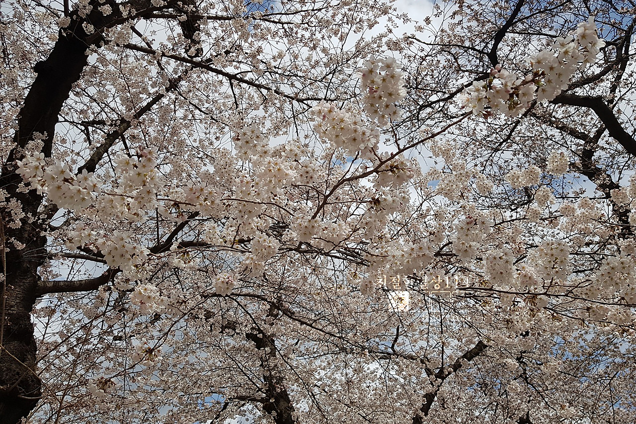 벚꽃놀이 명소 울산 언양 작천정 벚꽃길 Plus 벚꽃개화시기ㅣ주변카페정보