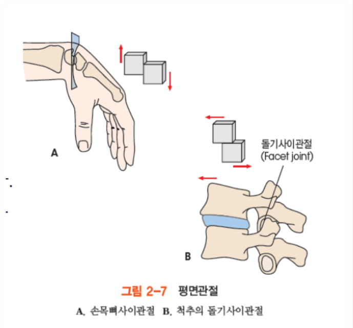 우리몸의 관절은 어떻게 생겼을까우리몸 관절 종류 정리경첩관절평면관절절구관절타원관절중쇠관절안장 관절