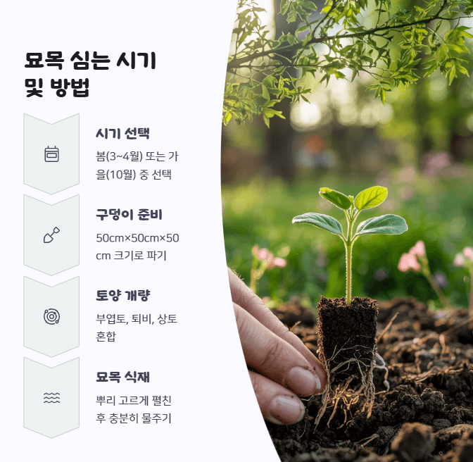 매실나무 키우기 가지치기 및 병충해 방제 시기 꽃 열매 접목 및 묘목 심는 방법