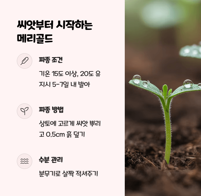 메리골드 키우기 꽃말 꽃차 효능 꽃 씨앗 파종시기 및 모종 심기 방법 금잔화 비교