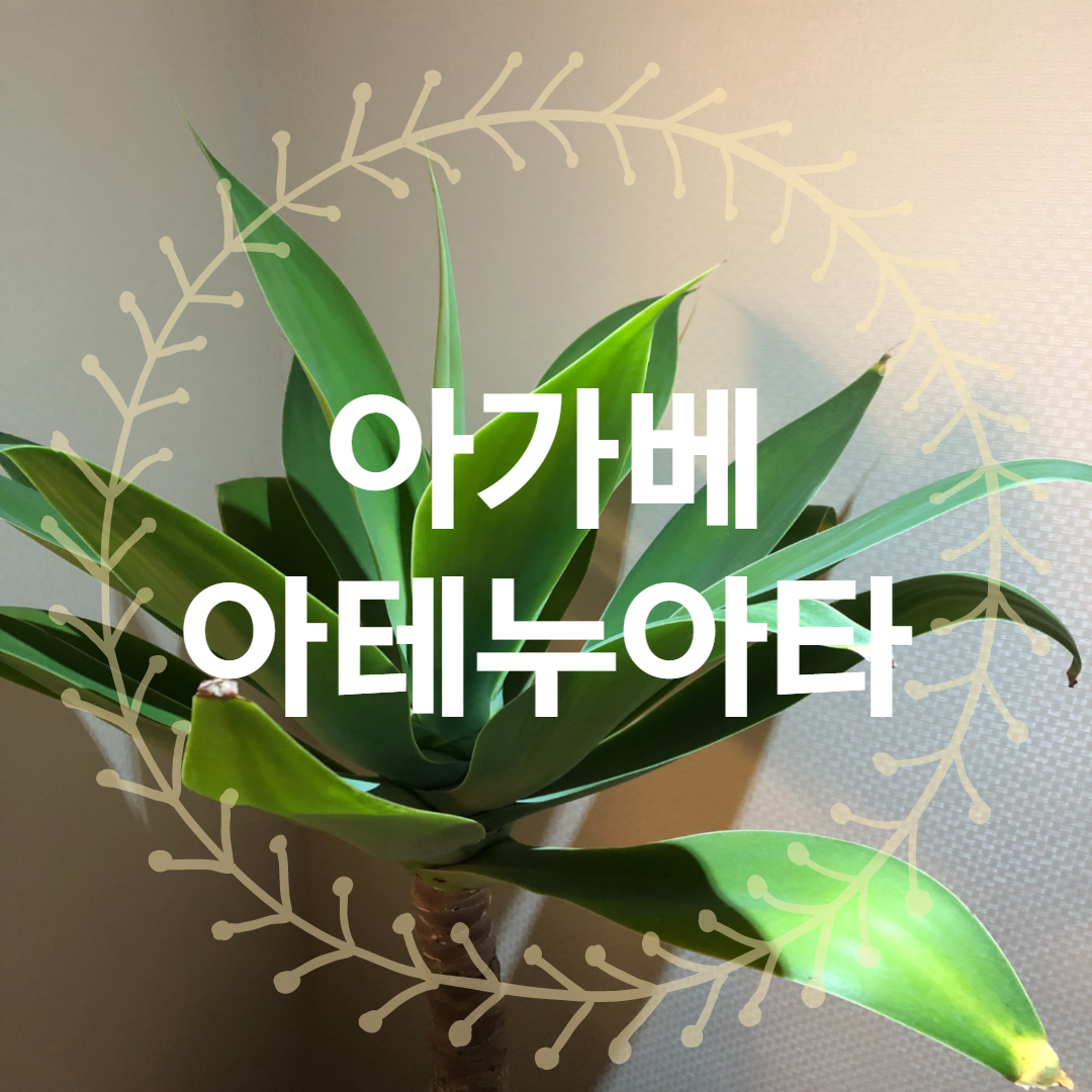 아가베 아테누아타 용설란 실내화분 추천
