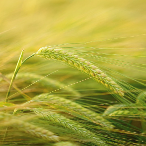 보리 효능과 부작용 알아보자 🌾 보관 방법