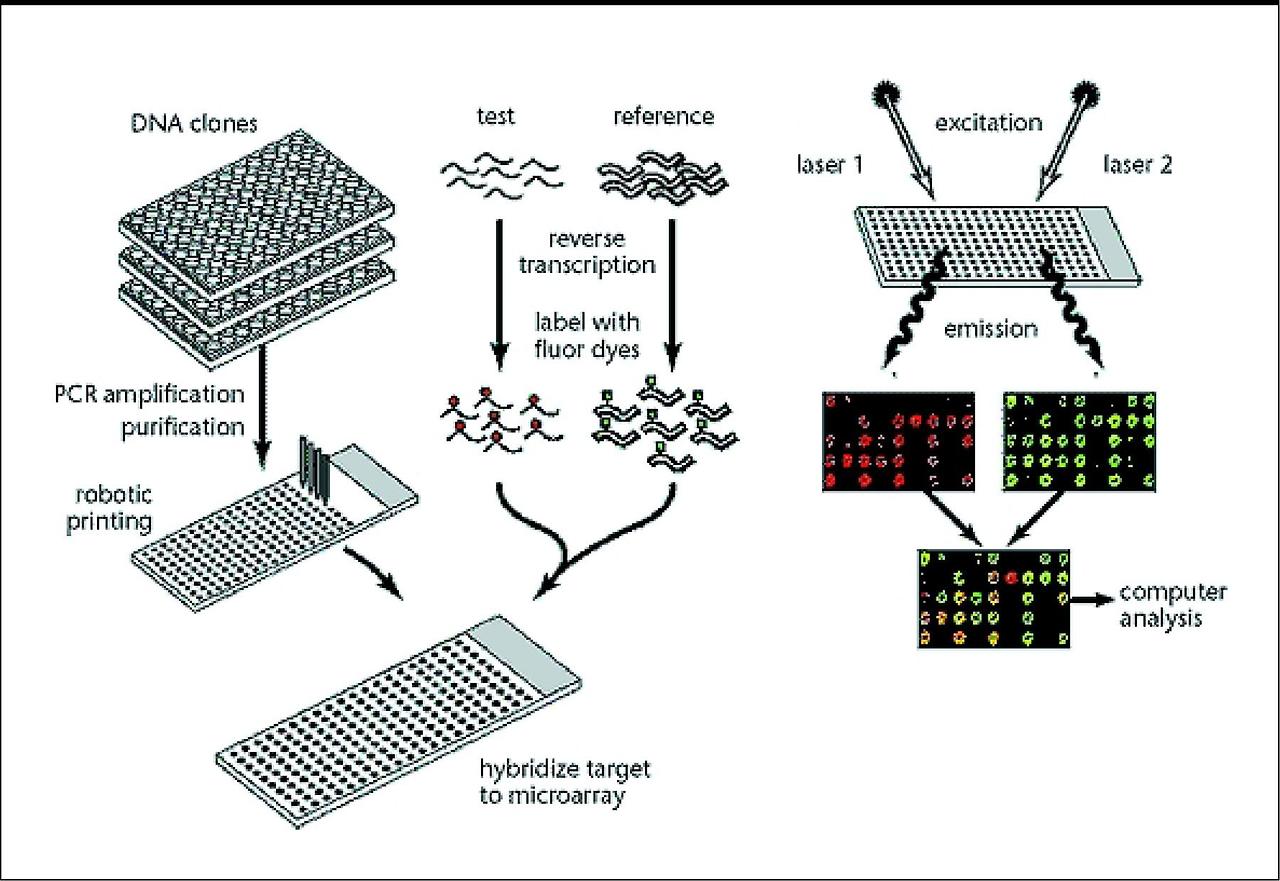 Microarray 검사의 원리와 방법, 적용 분야