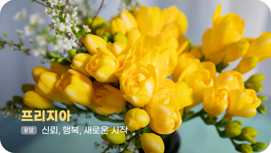 프리지아 꽃말은 꽃말로 본 졸업식 생화 꽃다발 추천
