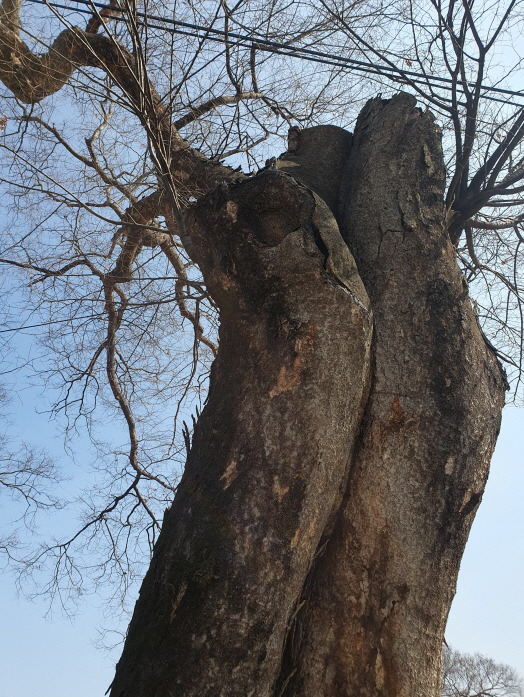 [경북/구미/가볼만한 곳/무을] 경북 무을 안곡리 느티나무와 상송리 수다사