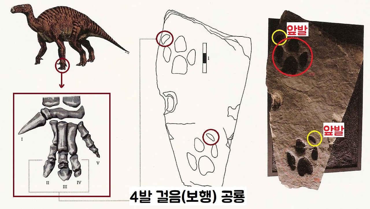 이것이 공룡 발가락 지문이다1억년전 백악기 공원이었던 한반도