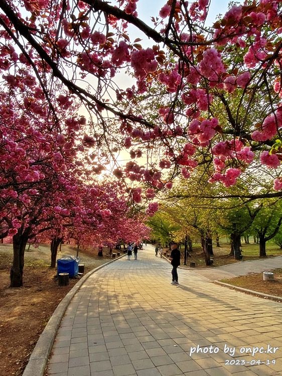 경주 여행 겹벚꽃왕벚꽃의 명소 불국사에 다녀왔어요 Onpc
