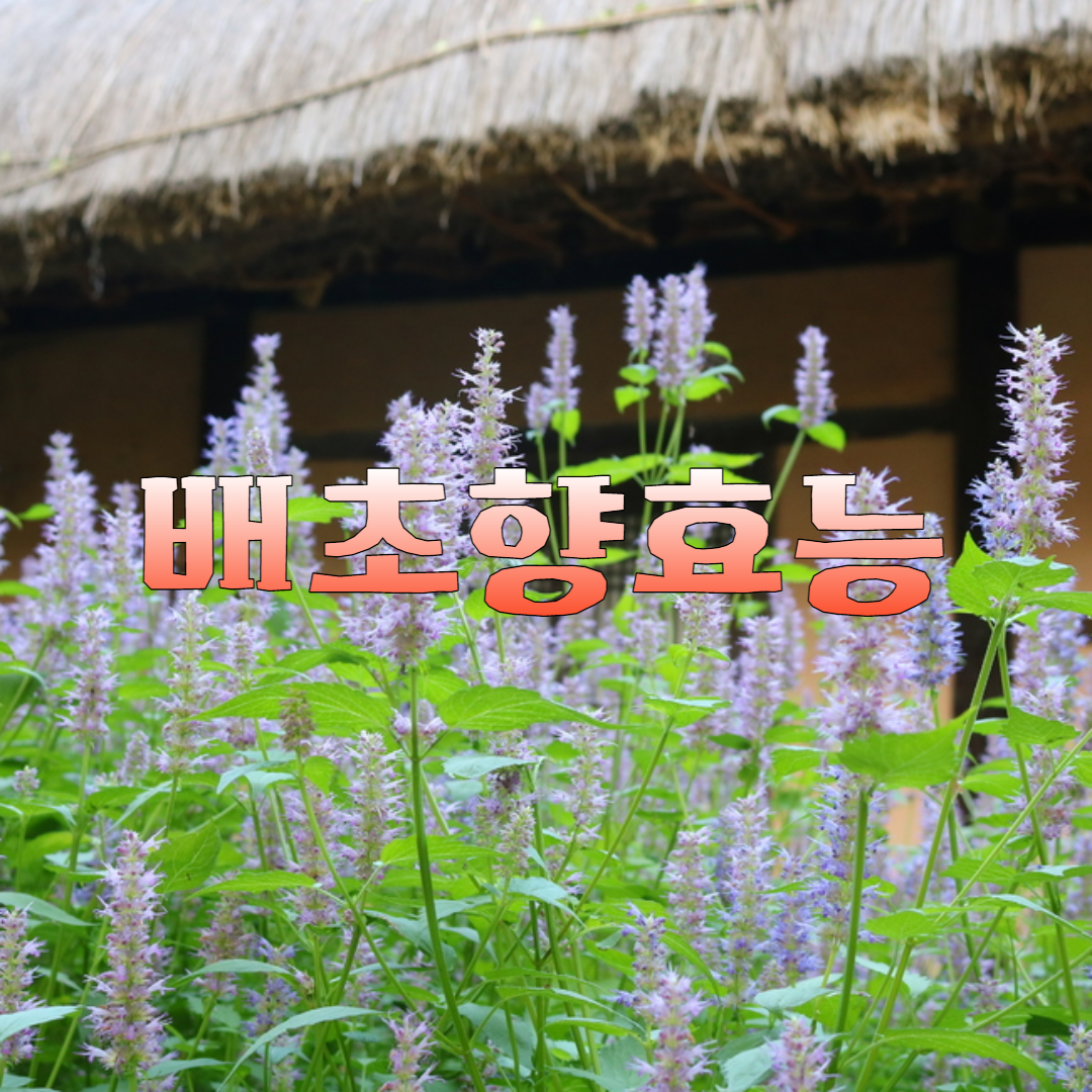 배초향 효능 영양성분 활용법 먹는방법 부작용