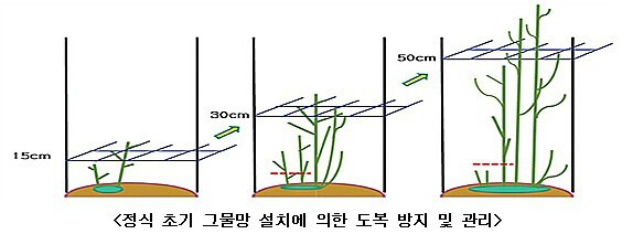 11월 아스파라거스 재배 기술 정보