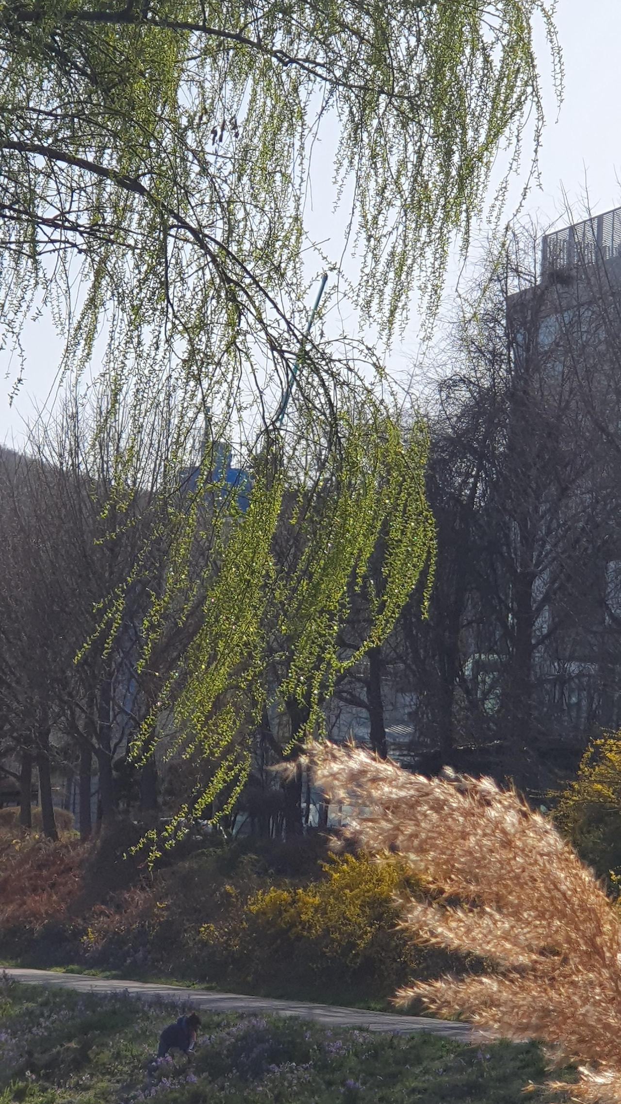 202300326 안양천과 학의천에서 보기 어려워진 연두빛 물결