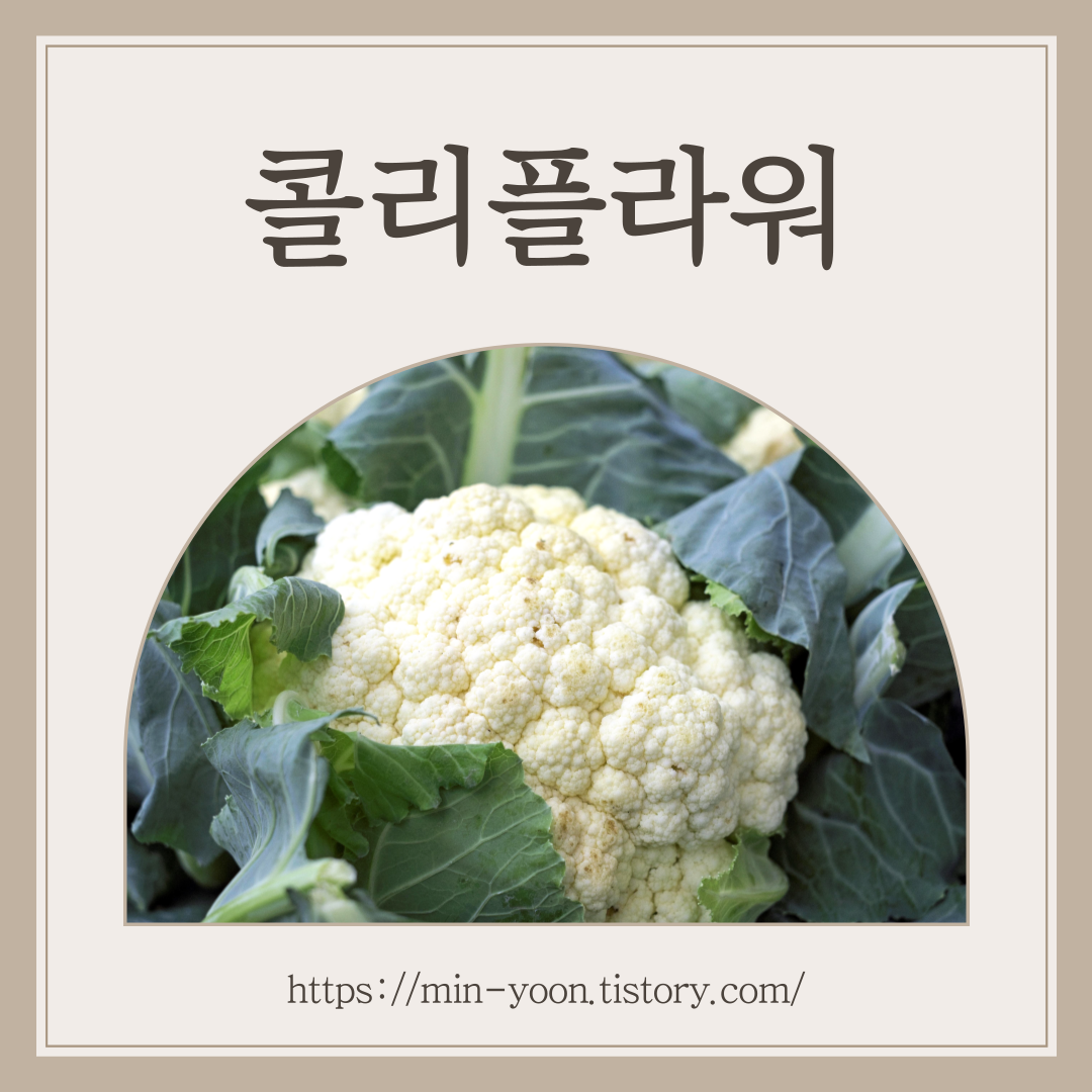 콜리플라워 효능 8가지와 부작용 하루 섭취량 먹는법 보관법 칼로리 활용법