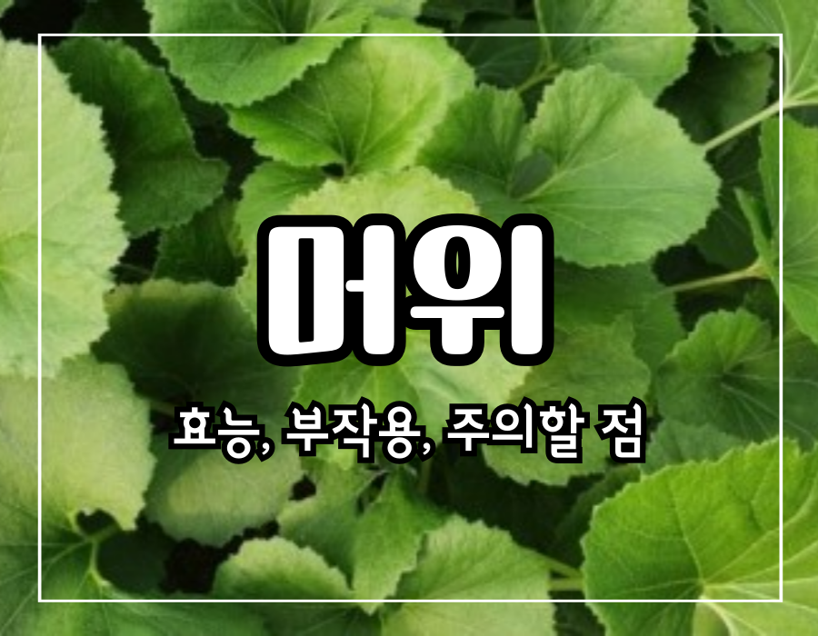 머위 효능 10가지 부작용 및 먹는 방법