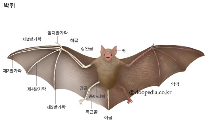 박쥐는 왜 거꾸로 매달려 있을까